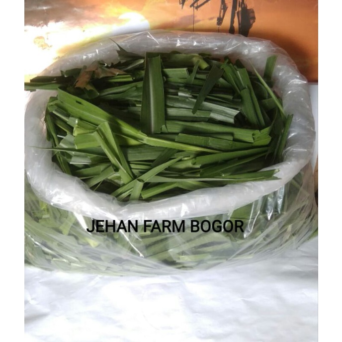 Jual RUMPUT ODOT FRESH PAKAN MARMUT KELINCI KURA KURA KAMBING SAPI ...