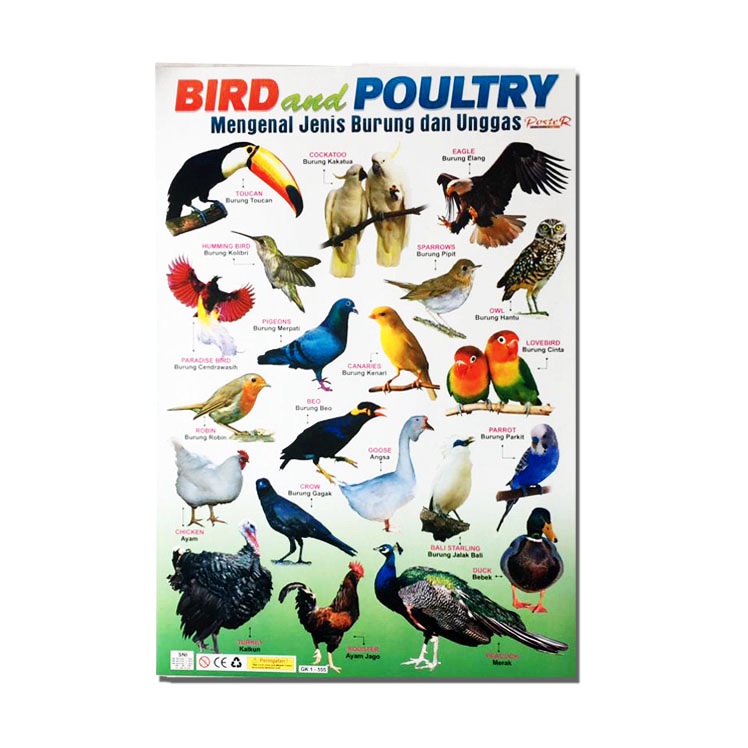 Jual Poster Mengenal Jenis Burung Dan Unggas | Shopee Indonesia