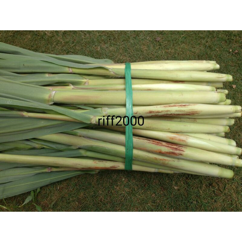Jual sayuran segar Terubuk,Turubuk, Tebu telor 500g | Shopee Indonesia