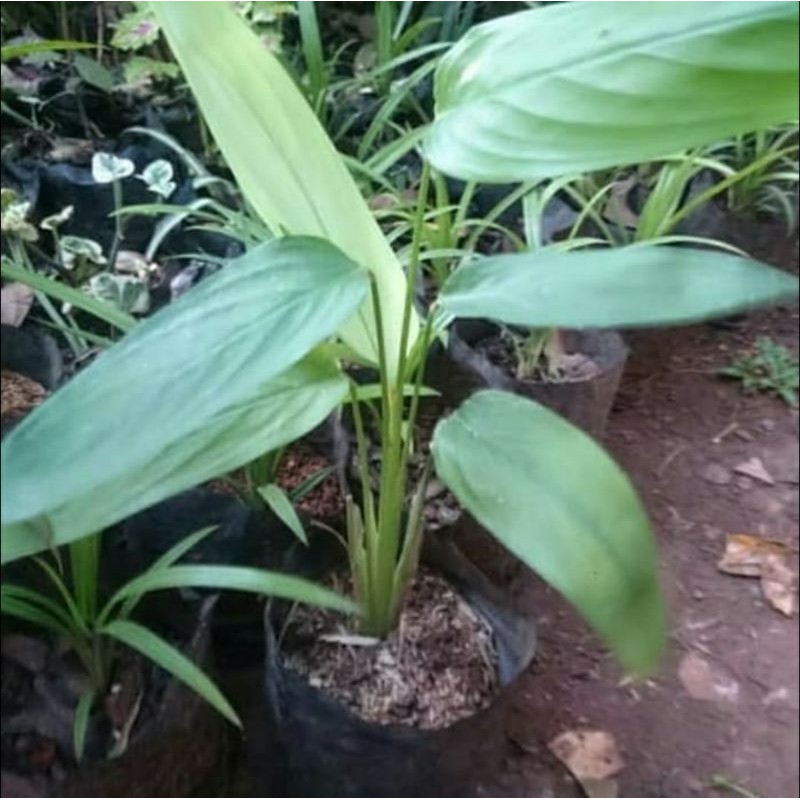 Jual Tanaman herbal umbi garut/sagu putih | Shopee Indonesia