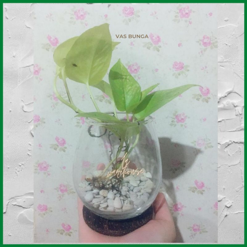 Jual 1 set vas bunga kaca aesthetic sirih gading / vas bunga aesthetic ...