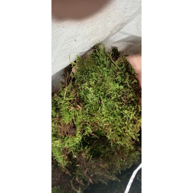 Jual lumut hidup, lumut turus 1kg | Shopee Indonesia