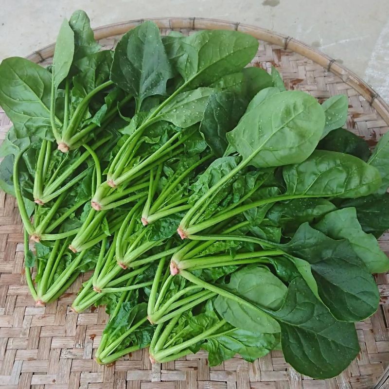 Jual 10 benih Bayam Jepang EMPIRE F1 (spinach / horenso) | Shopee Indonesia