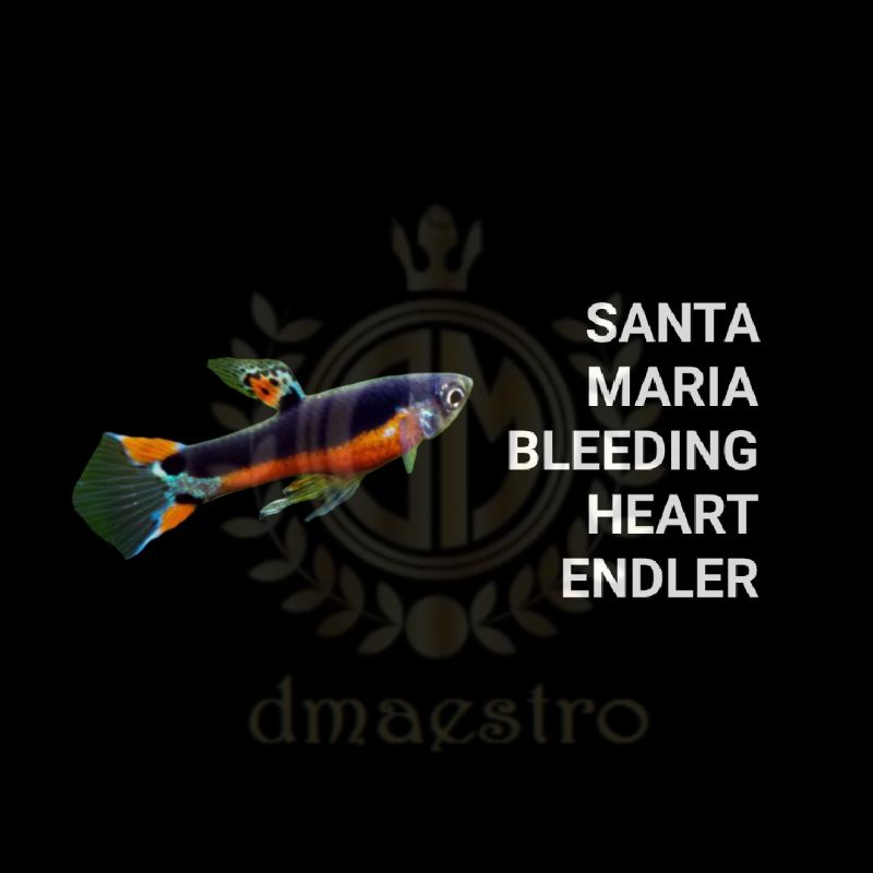 Jual Santa Maria Bleeding Heart Endler | Shopee Indonesia