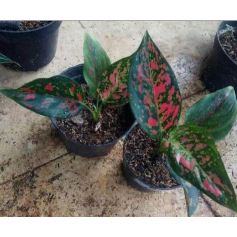 Jual Tanaman Hias Aglonem Red Venus Besar Dewasa Daun Banyak Tanaman ...