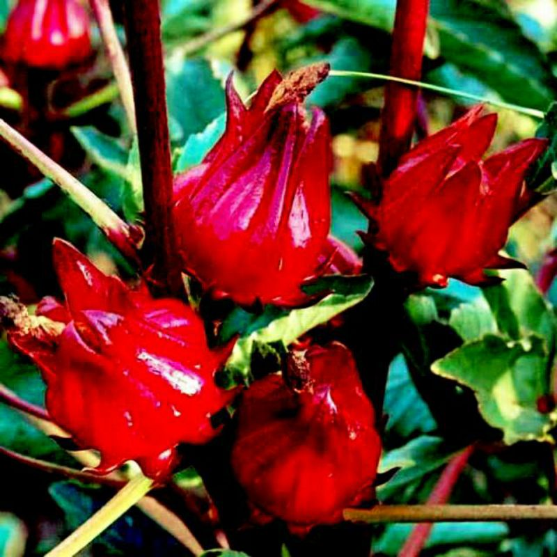Jual Isi 100 ++ biji benih bunga rosella bibit bunga rossela | Shopee ...