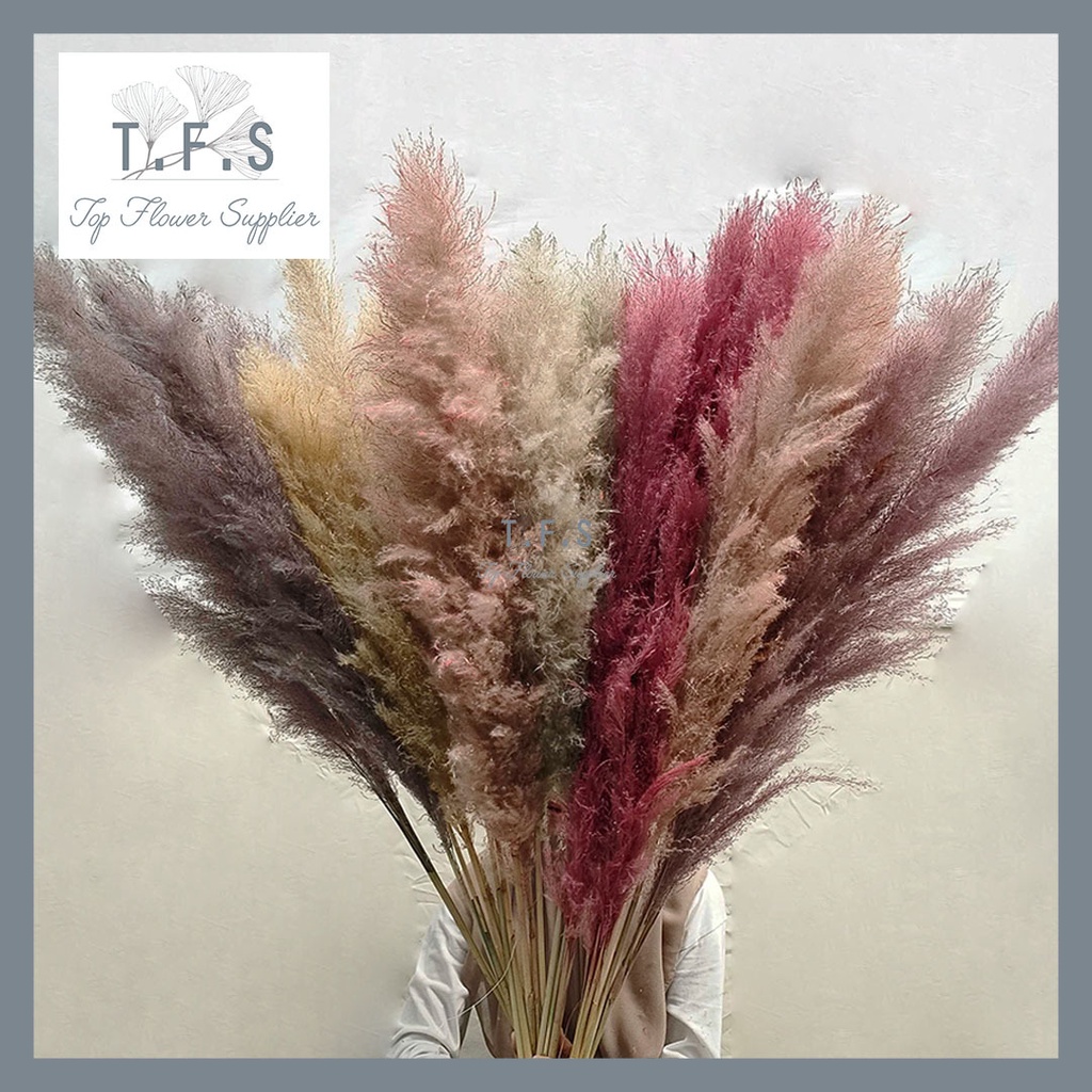 Jual Dried Flower Marshmello Candy Jumbo Color Pampas Bunga Kering ...