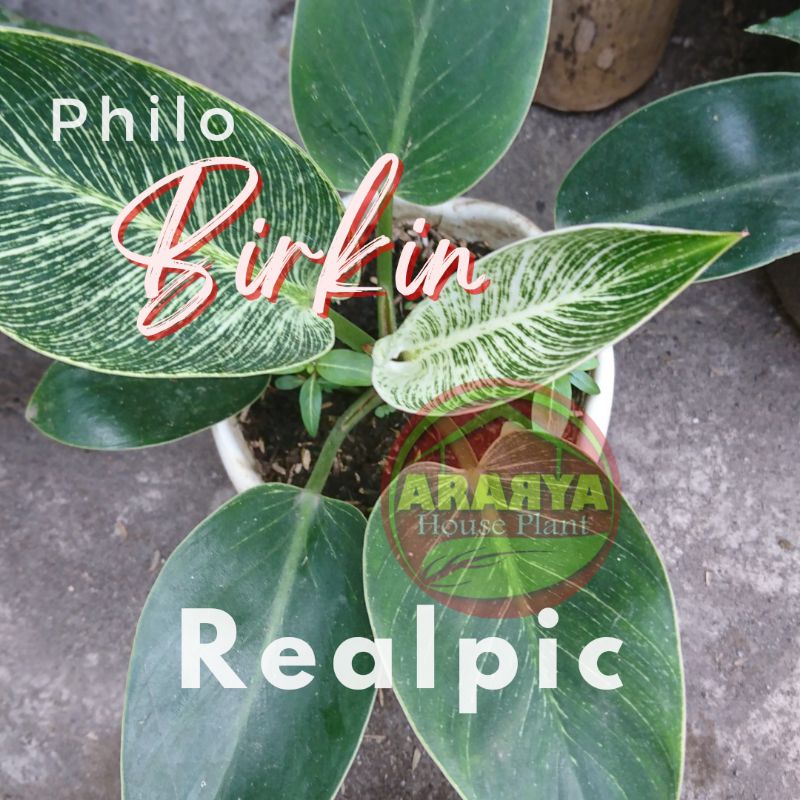 Jual Philo Birkin Tanaman Hias Philodendron | Shopee Indonesia