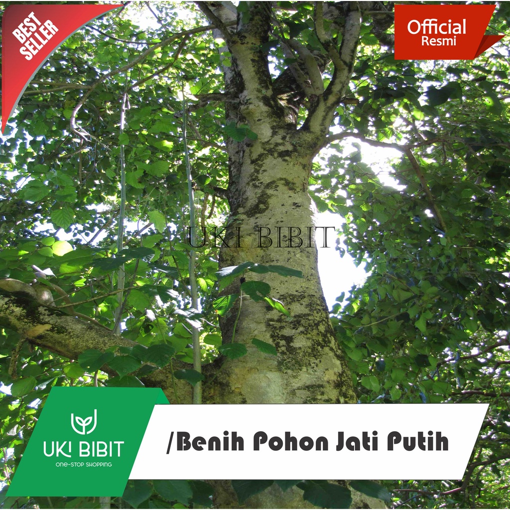 Jual ( 10 Gram ) Benih Biji Jati Putih | Gmelina Arborea | Shopee Indonesia