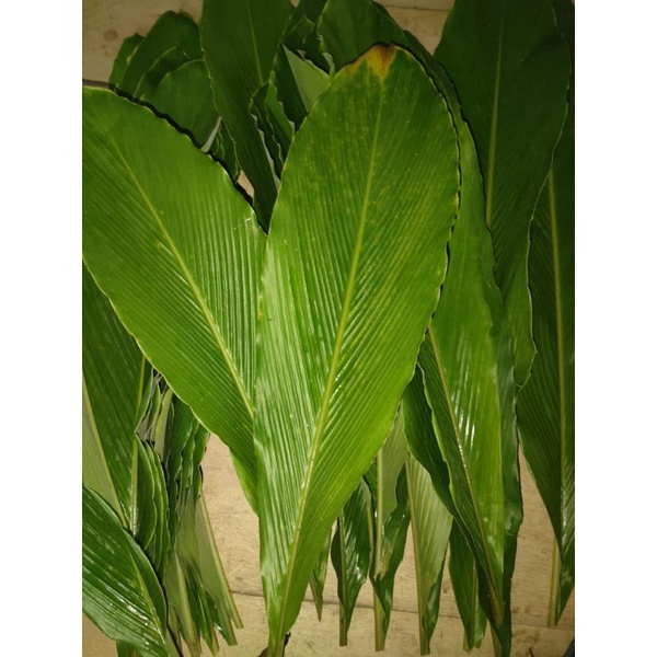 Jual Daun renggak wersah hangasa segar 500 gram | Shopee Indonesia