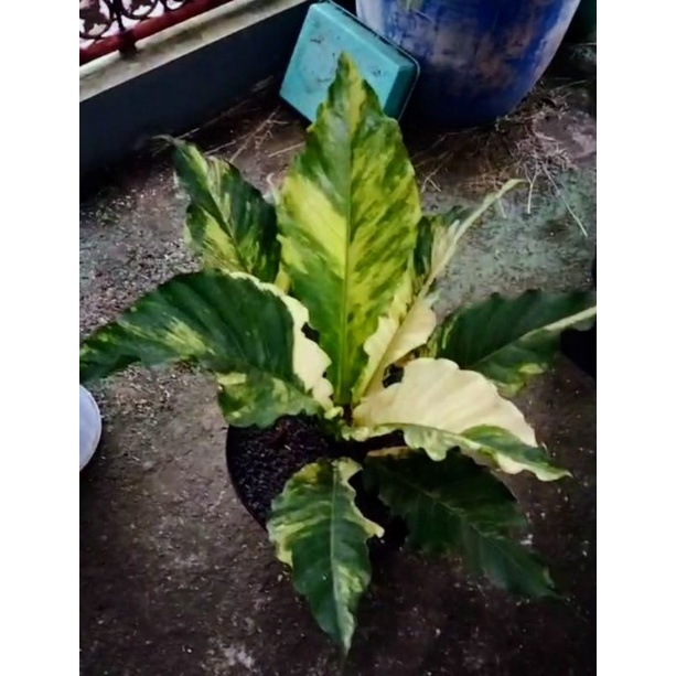 Jual Tanaman hias Gelcin Varigata mewah | Shopee Indonesia