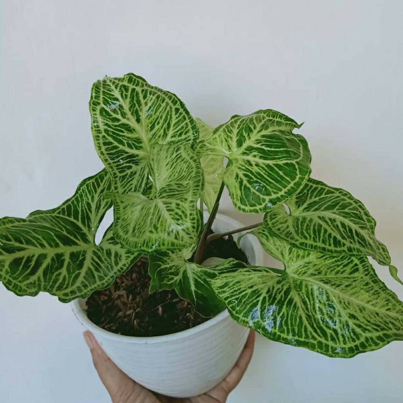 Jual tanaman hias singonium batik (ASLI) | Shopee Indonesia