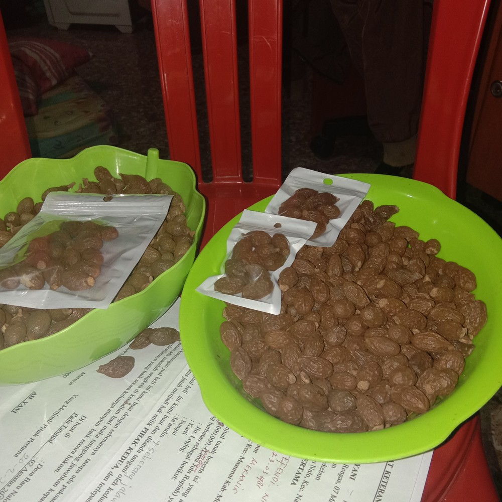 Jual SUPER TEMPAYANG KERING ASLI HUTAN SUMATRA / BUAH KEMBANG SEMANGKOK ...