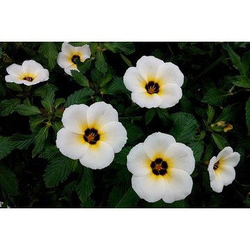 Jual Bibit Tanaman Bunga White Buttercup - Pukul Delapan (Turnera ...