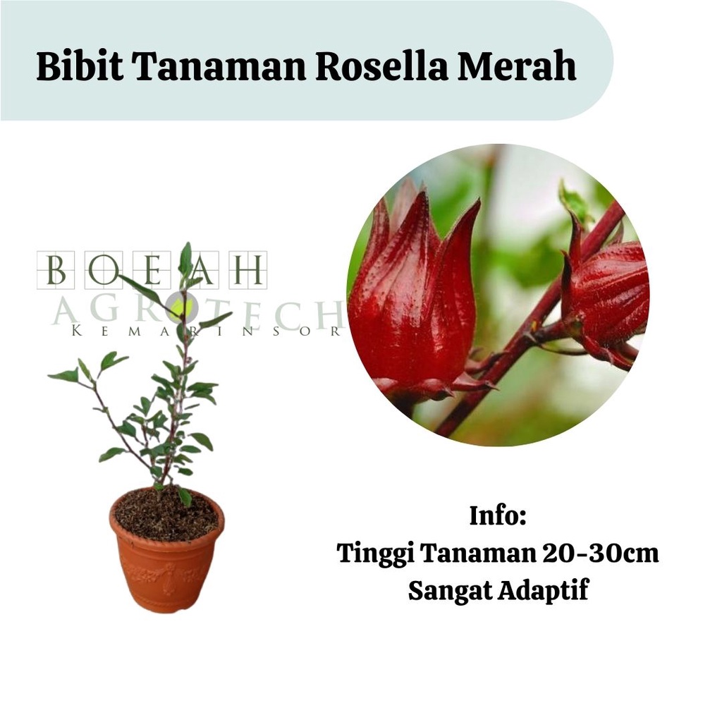 Jual Bibit Rosella Merah/ Rosela Merah/Tanaman Rosela Merah | Shopee ...