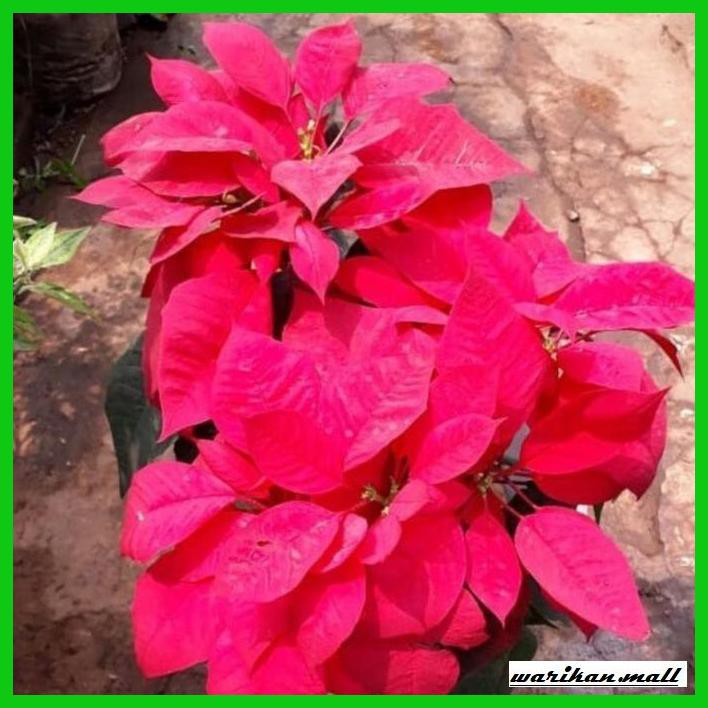 Jual buku-arsitek- tanaman hias katsuba merah + pot putih -design ...