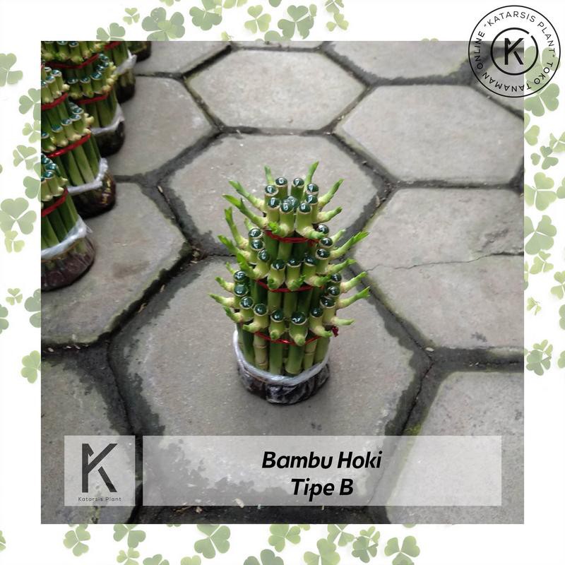 Jual Katarsis Plant | Tanaman Hias Bambu Hoki / rejeki TIPE B cocok ...