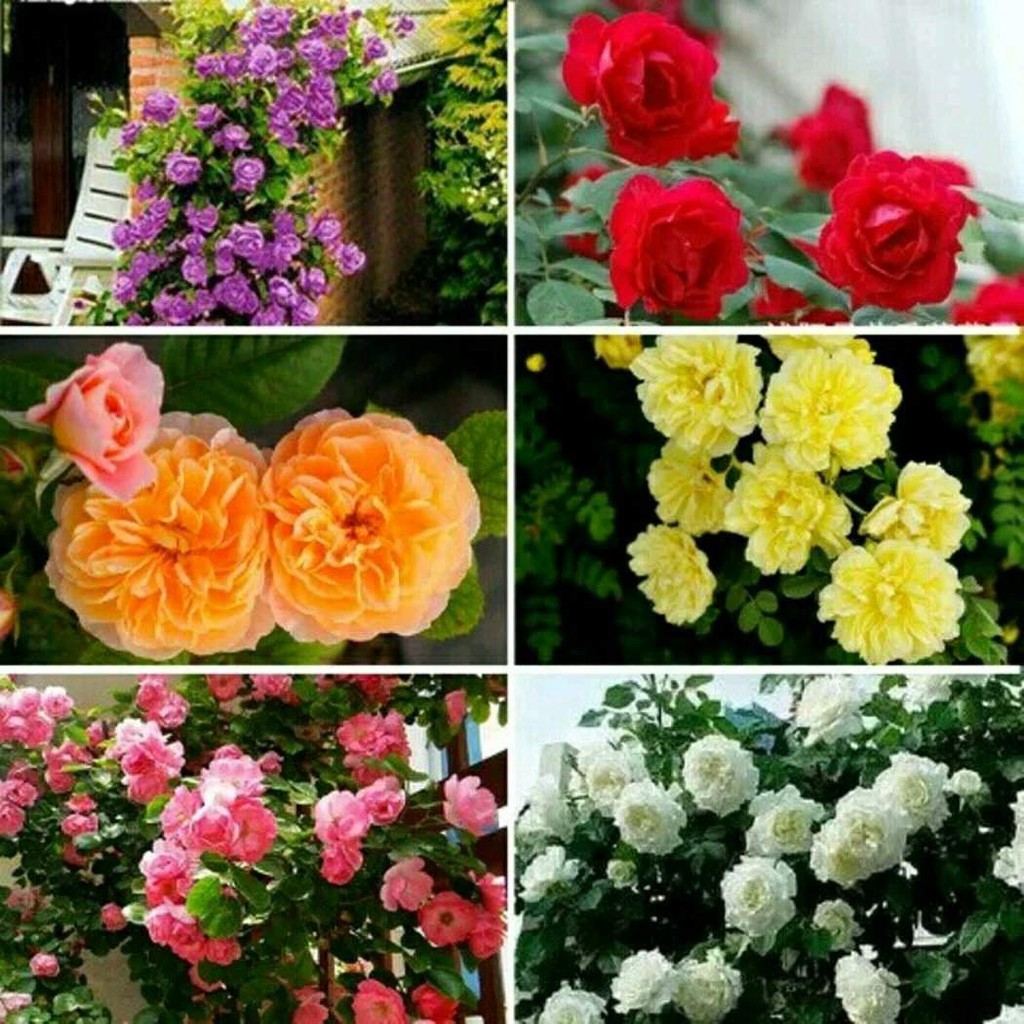 Jual mawar rambat (clymbing rose) berbunga murah (pilih warna ...