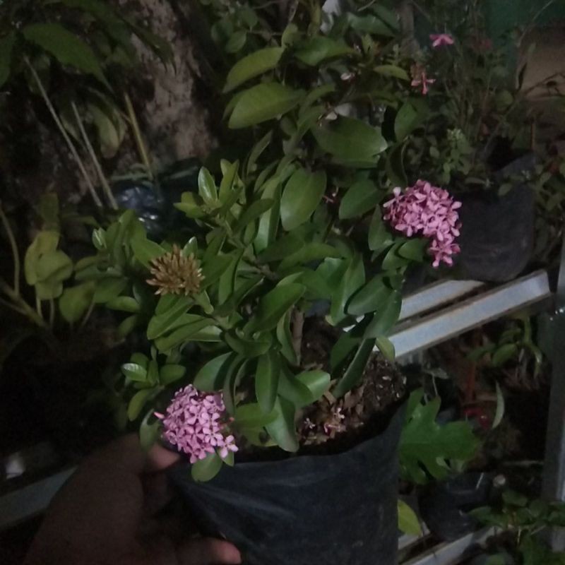 Jual tanaman hias asoka jambon bunga pink-tanaman soka jambon pink ...