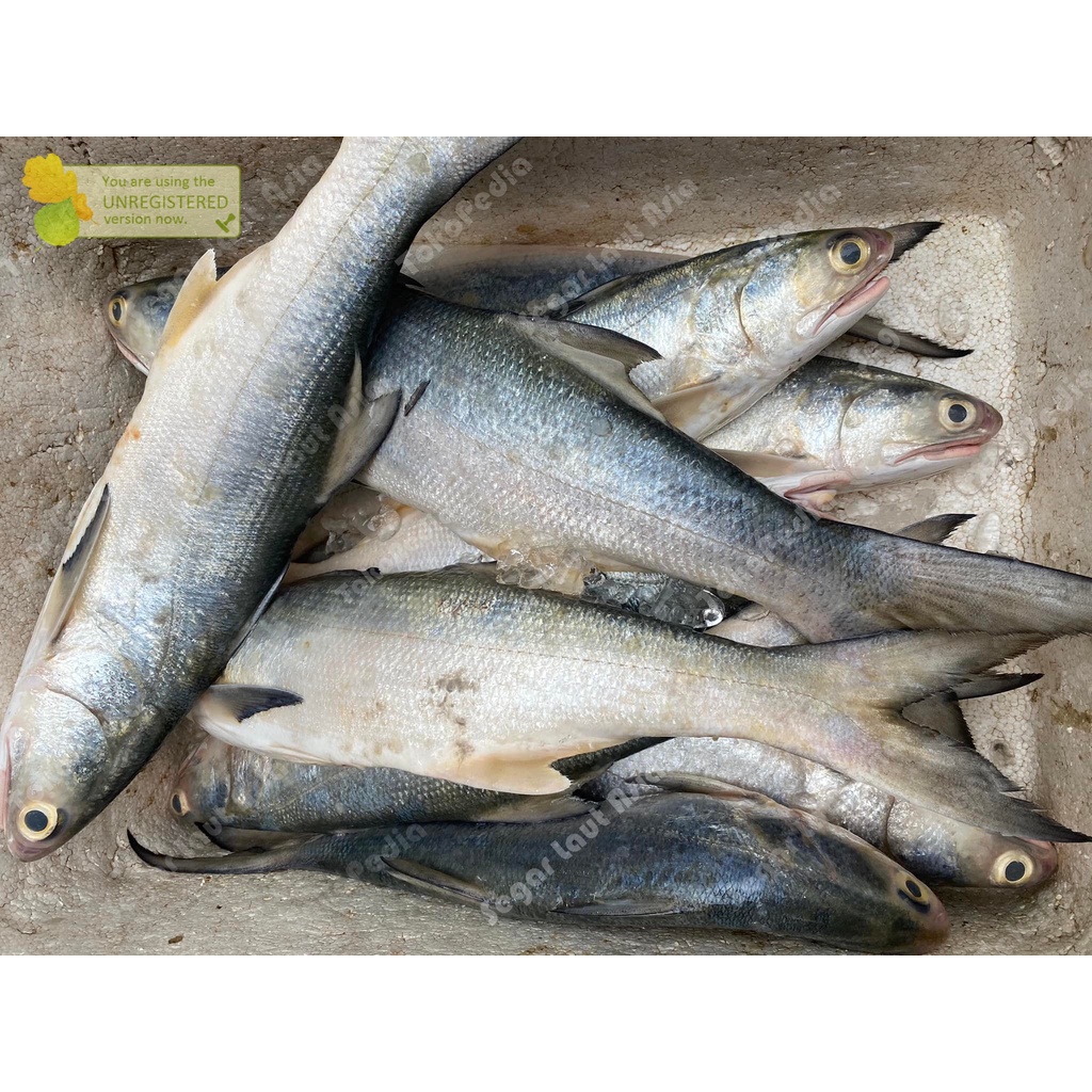 Jual Ikan Senangin Segar Ikan Senangin Fresh Ikan Kuro Ikan Fresh Hasil ...