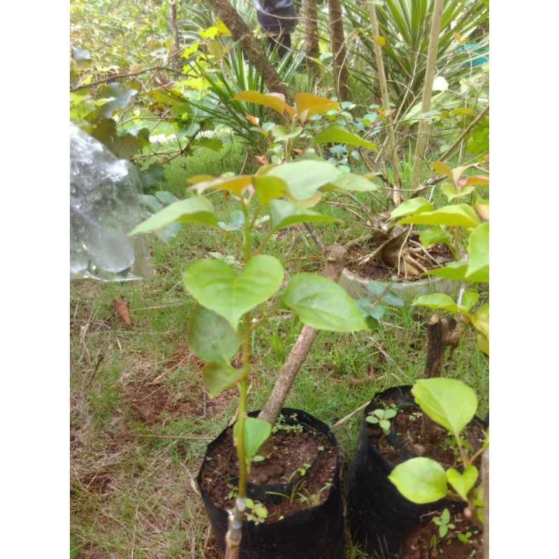 Jual Bougenville Citra India Sambung Pucuk Bunga Bougenvil Citra