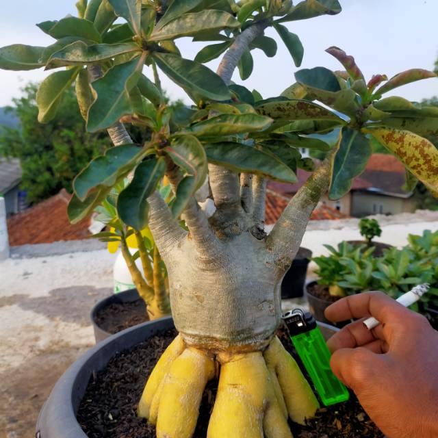 Jual Adenium akar emas Graf thaisoco | Shopee Indonesia