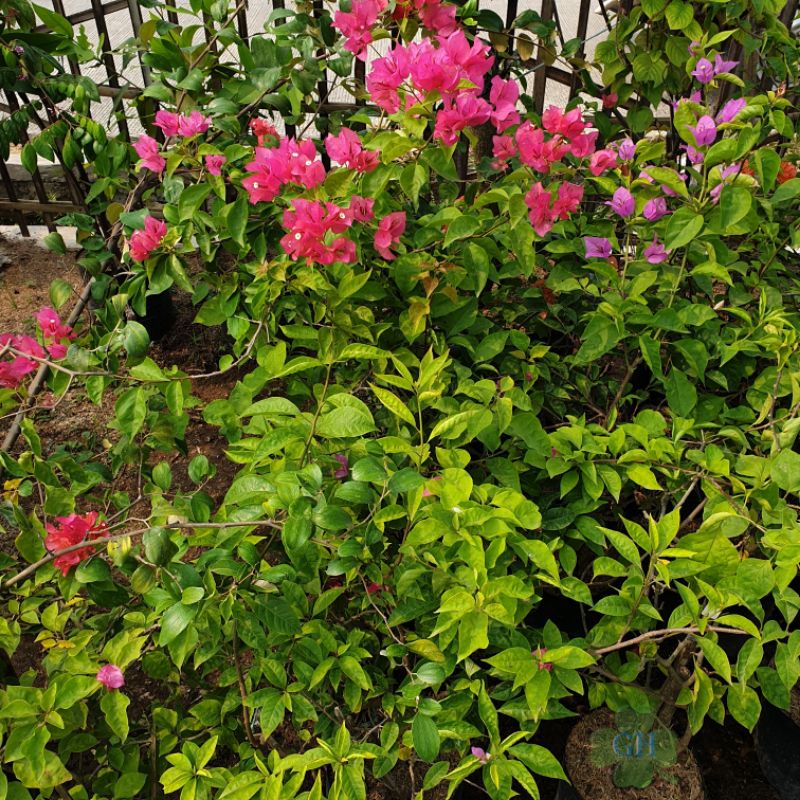 Jual Tanaman Hias Pohon Bunga Bougenville Bibit Bugenvil Kembang Kertas ...