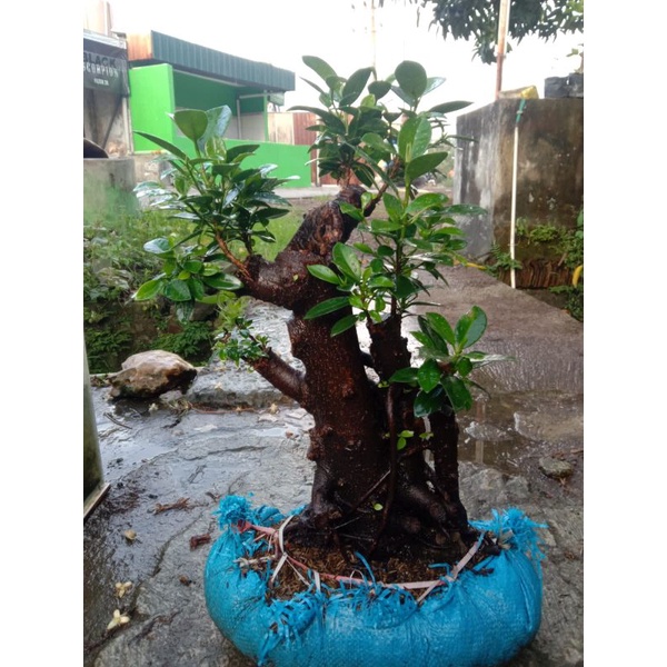 Jual tanaman hias atau bonsai ficus korea (okulasi/sambungan) | Shopee ...