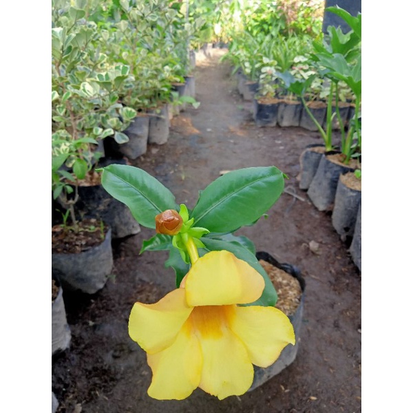 Jual tanaman hias Alamanda kuning(bunga besar) | Shopee Indonesia