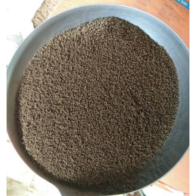 Jual chana blue purcha|||hasil bredingan||makan pelet | Shopee Indonesia