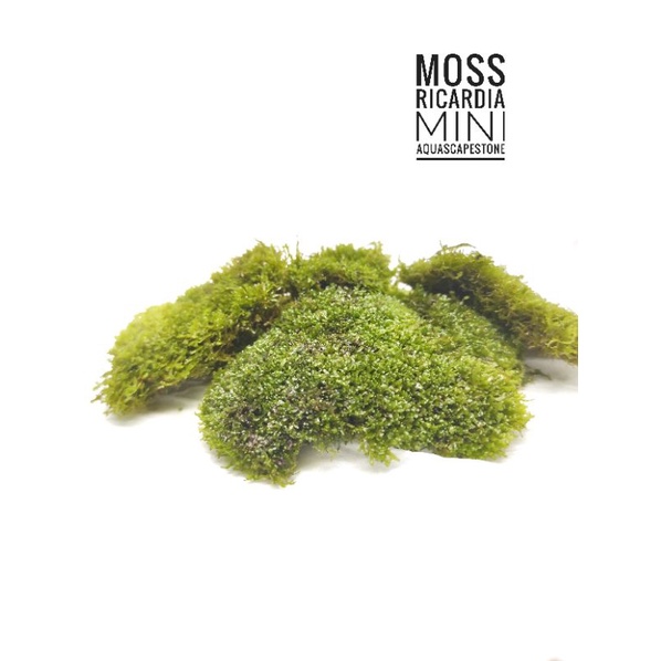 Jual mos ricardia mini perkantong tanaman aquascape | Shopee Indonesia