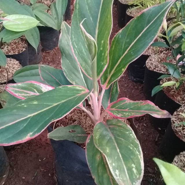 Jual Tanaman pohon hias aglonema liftik ping | Shopee Indonesia