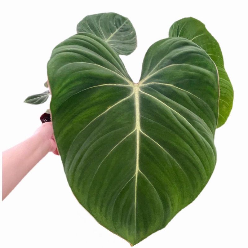 Jual Philodendron gloriosum / tanaman hias philo gloriosum / tanaman ...