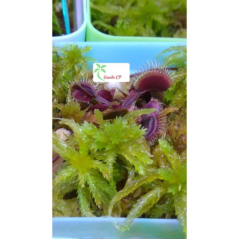 Jual Venus Fly Trap (Big Vigorous, Red Purple, B52, Coq, DCXL, Dentate, Akairyu) Tanaman Pemakan ...