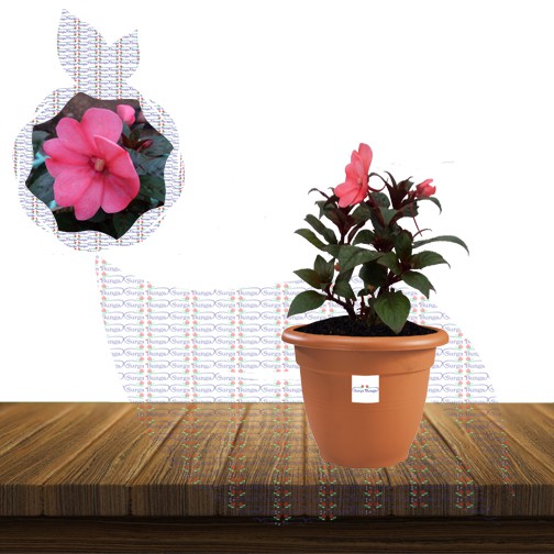 Jual Bibit Tanaman Bunga Pacar Air Pink (impatiens hawwkerii) - tanaman ...