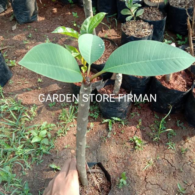 Jual Stek batang Kamboja Bali bunga kuning | Shopee Indonesia