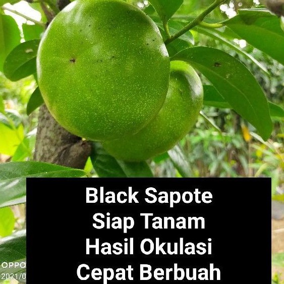 Jual Bibit Sawo Hitam Bibit Buah Sawo Hitam Bibit Buah Buah Black ...