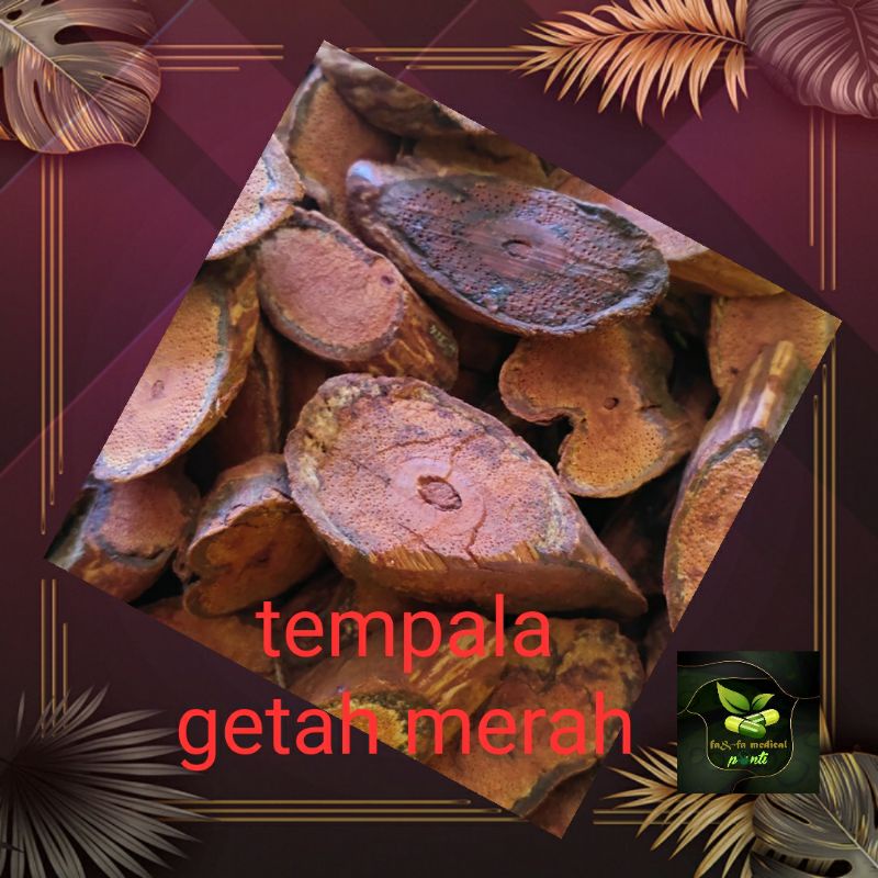 Jual AKAR BAJAKA TEMPALA GETAH MERAH 100% ASLI KAL-BAR | Shopee Indonesia