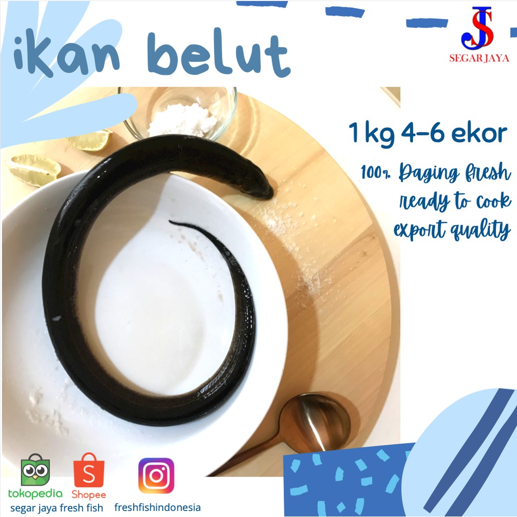Jual IKAN BELUT FROZEN BEKU FRESH TANPA GLAZING 100% DAGING IKAN ...
