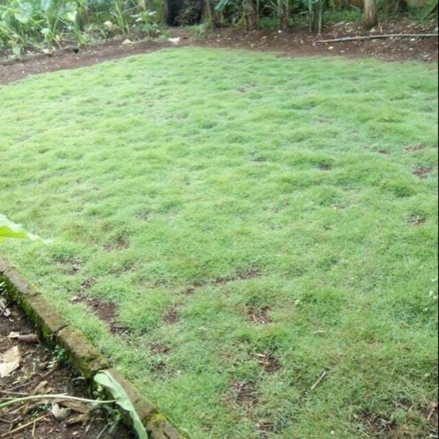 Jual Rumput Jepang/ Rumput Peking | Shopee Indonesia