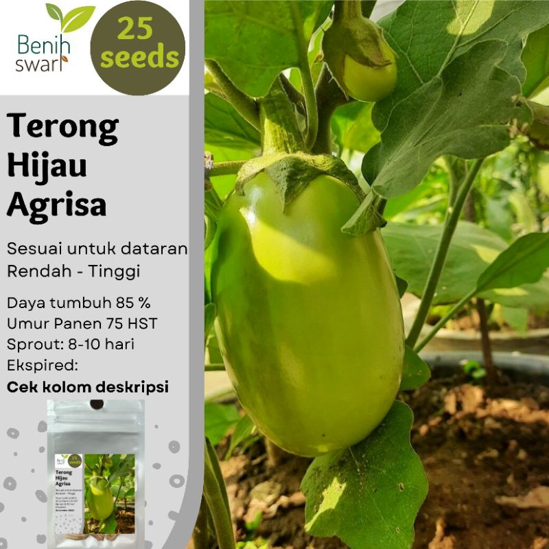 Jual Benih Swari: (isi 25 butir) Benih Terong Bulat Hijau Agrisa | Shopee Indonesia