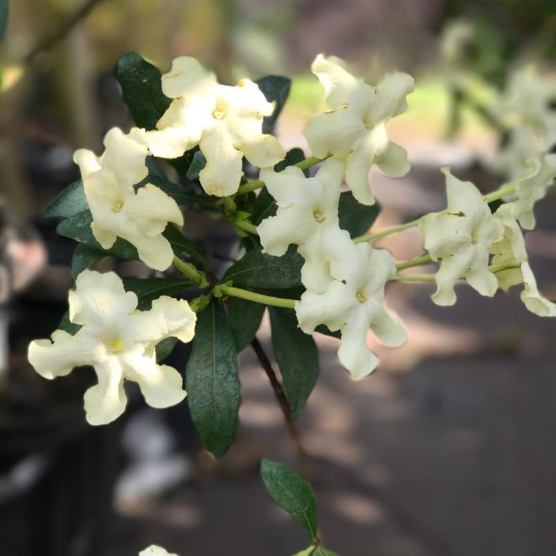 Jual Bibit tanaman bunga wangi lady of the night (Brunfelsia americana ...