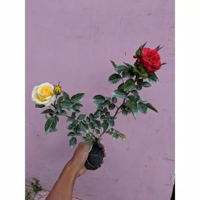 Jual Tanaman Bunga Mawar Dobel Warna 1 pohon 2 warna Berbunga | Shopee ...