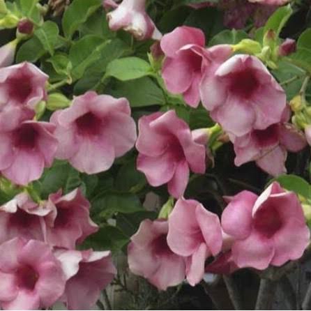 Jual BIBIT BUNGA TEROMPET EMAS/ BUNGA ALAMANDA WARNA RANDOM | Shopee ...