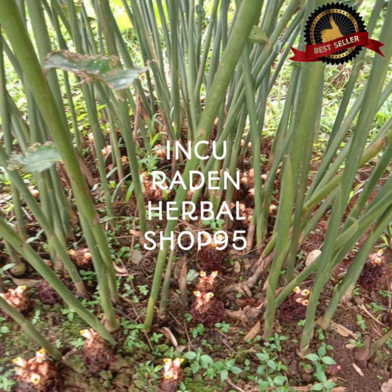 Jual TERLARIS BENIH PARAHULU/RAMBUTAN TANAH LANGKA | Shopee Indonesia