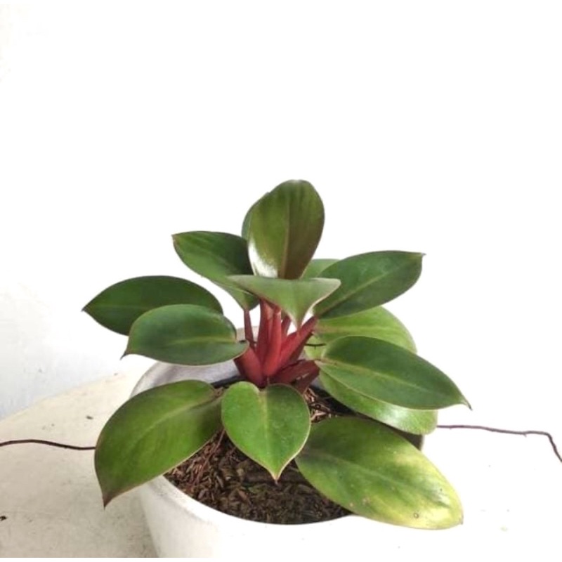 Jual Tanaman Hias Philodendron Red Congo/ philo red kongo | Shopee ...