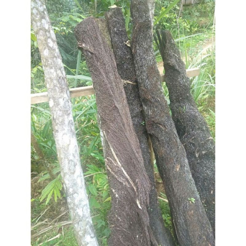 Jual Media Batang Pakis Panjang 2 meter Diameter 25 cm media rambat ...