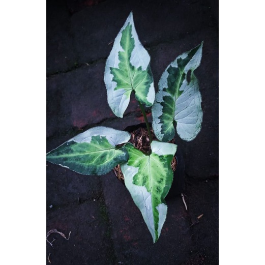 Jual Tanaman Hias Syngonium Tree King / Syngonium Magic Marble ...