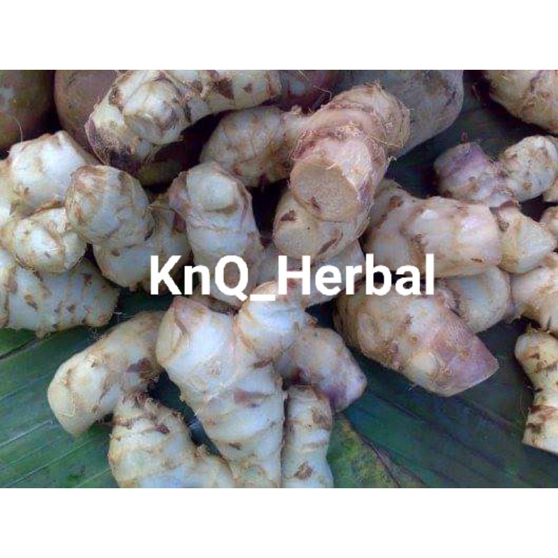 Jual Umbi Ganyong Merah Asli Segar 1Kg | Shopee Indonesia