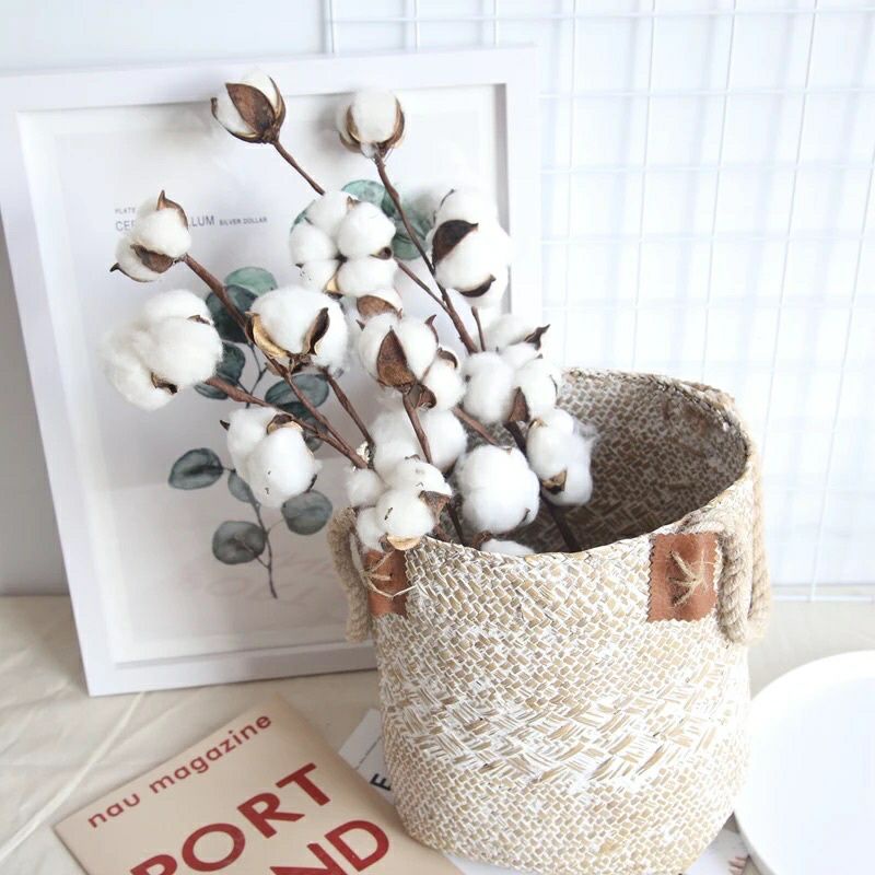 Jual TERMURAH!! import cotton flower dried bunga kapas preserved cotton ...